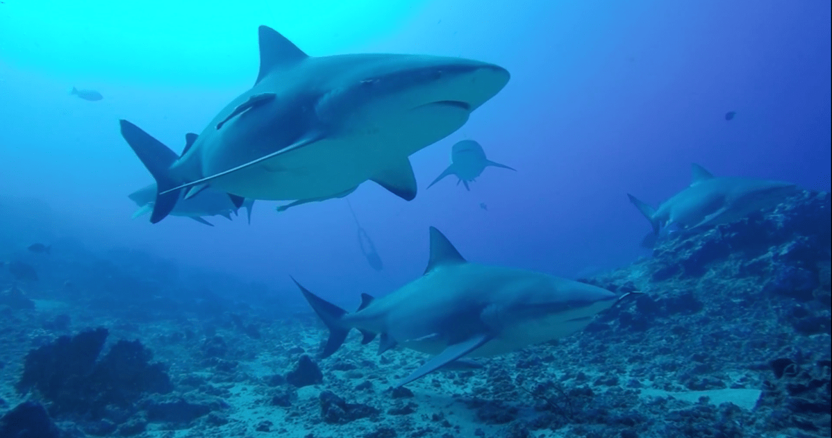 Shark Reef Marine Reserve Dive, Fiji – The Restless Firefly